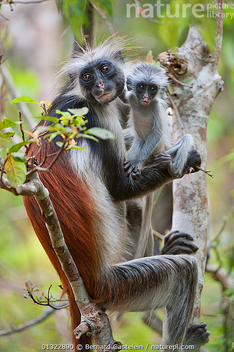 Stock photo of Zanzibar Red Colobus (Procolobus kirkii) mother with ...