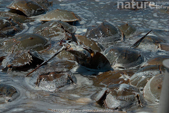 Stock photo of Atlantic horseshoe crabs (Limulus polyphemus) spawing ...
