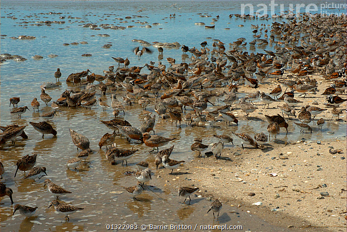 Stock photo of Mixed shorebirds feeding on the eggs of Atlantic ...