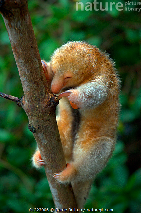 Stock photo of Silky / pygmy anteater (Cyclopes didactylus) in Caroni ...