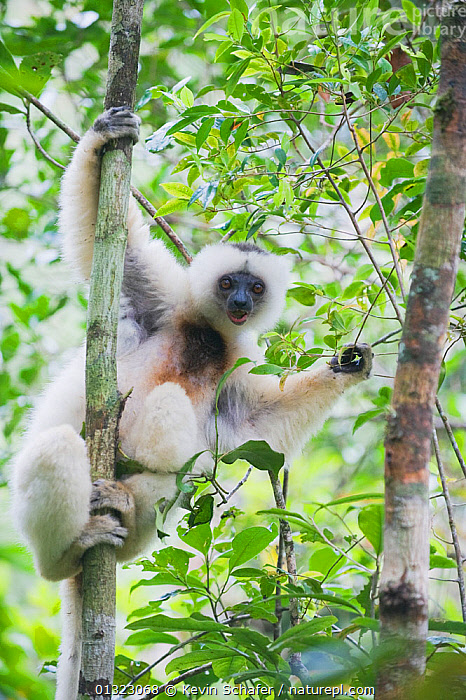 Stock photo of Silky Sifaka (Propithecus candidus) portrait of male ...