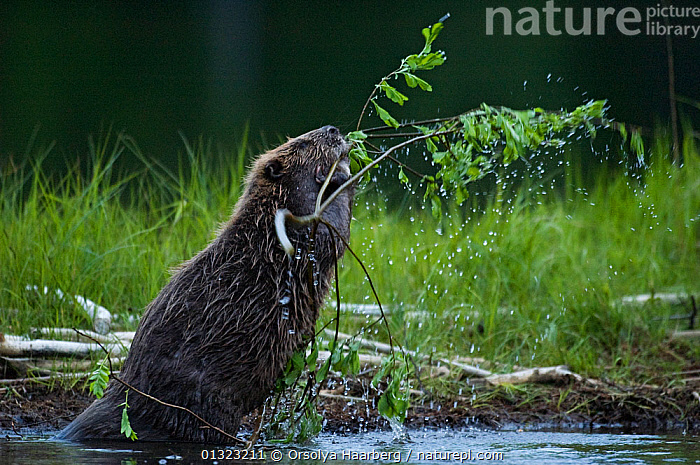 Stock photo of Eurasian beaver (Castor fiber) demonstrating stick ...