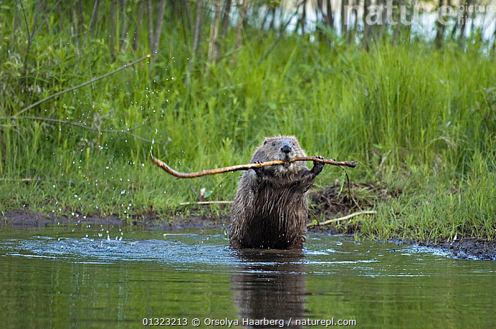 Stock photo of Eurasian beaver (Castor fiber) demonstrating stick ...
