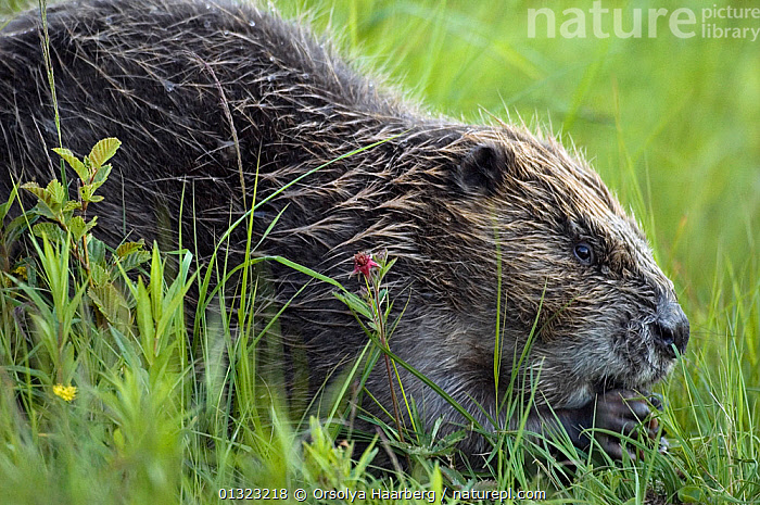 Stock photo of Eurasian beaver (Castor fiber) feeding. Telemark, Norway ...