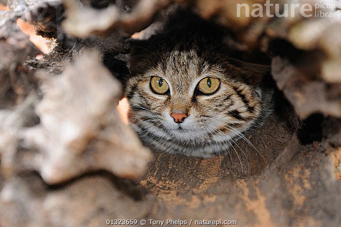 Stock photo of Black-footed \\ small spotted cat (Felis nigripes ...
