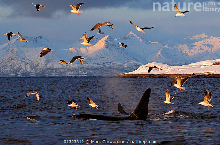 Stock photo of Gulls flying above two Killer whales / Orcas (Orcinus ...