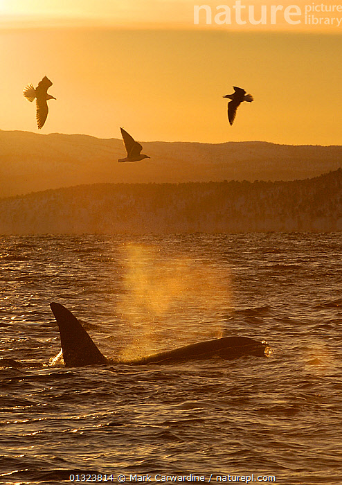 Stock photo of Killer whale / Orca (Orcinus orca) surfacing with three ...