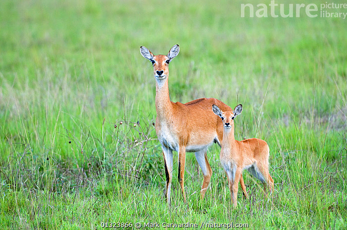 Stock photo of Uganda kob (Kobus kob thomasi) mother and calf, Queen ...