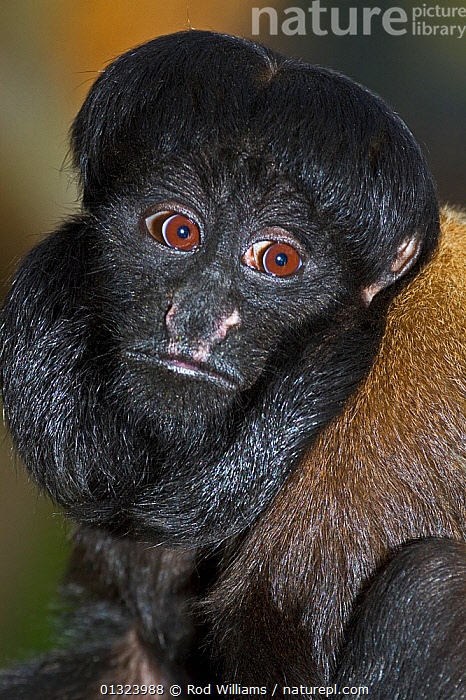 Stock photo of Male Red-backed Bearded saki monkey (Chiropotes ...