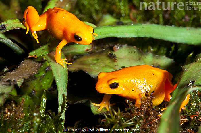 Stock photo of Golden Mantella frogs (Mantella aurantiaca) captive ...