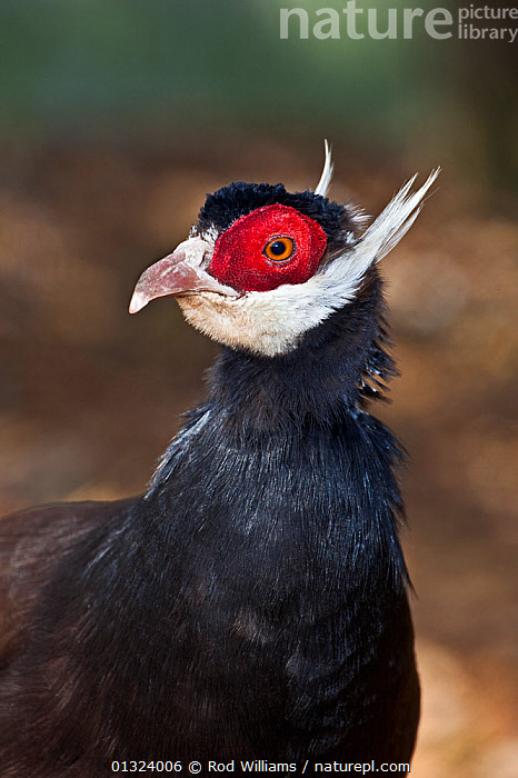 Stock photo of Brown-eared pheasant (Crossoptilon mantchuricum)captive ...