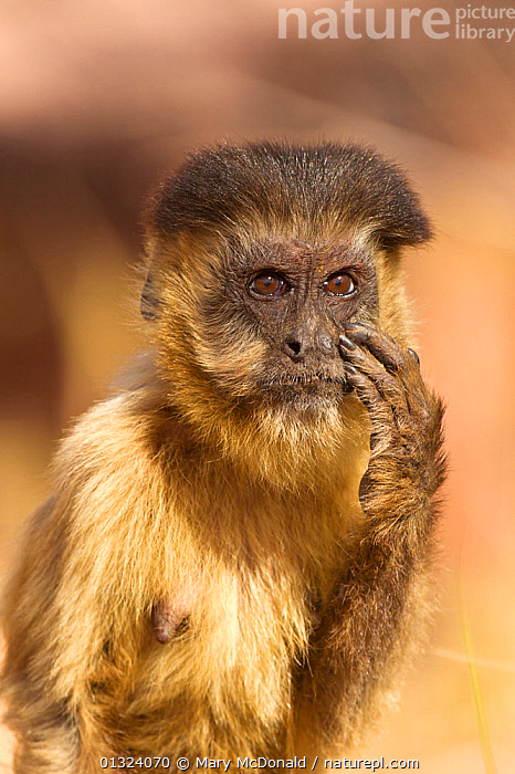 Stock photo of Black striped capuchin (Sapajus libidinosus) head ...