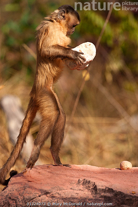 Stock photo of Black striped capuchin (Sapajus libidinosus) using rock ...