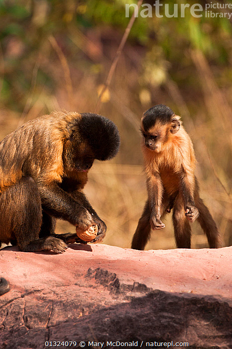 Stock photo of Black striped capuchin (Sapajus libidinosus) using rocks ...