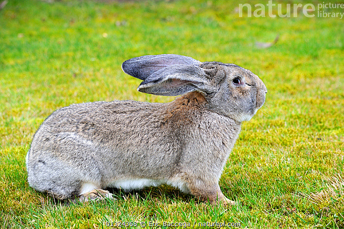 Stock photo of Flemish giant rabbit (Oryctolagus cuniculus) elderly ...