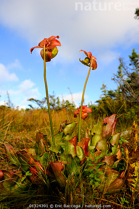 Breton National Flower New Zealand Native Adjusting To Christmas In