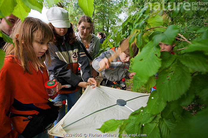 Stock photo of Children and adults collecting insects on sheet below ...