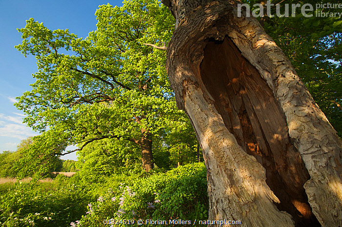 Stock photo of Dead and hollow trunk of European Oak tree (Quercus ...