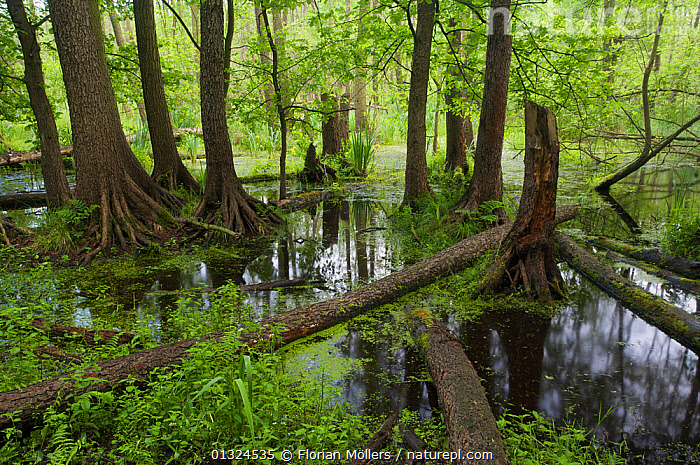 Stock photo of Alder trees (Alnus sp) in forest wetlands, Grosserund ...