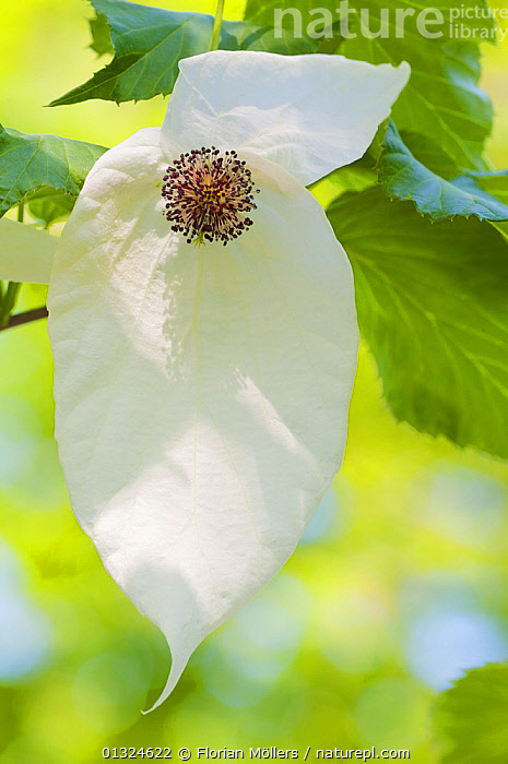Stock photo of Handkerchief / Dove Tree (Davidia involucrata) flower ...