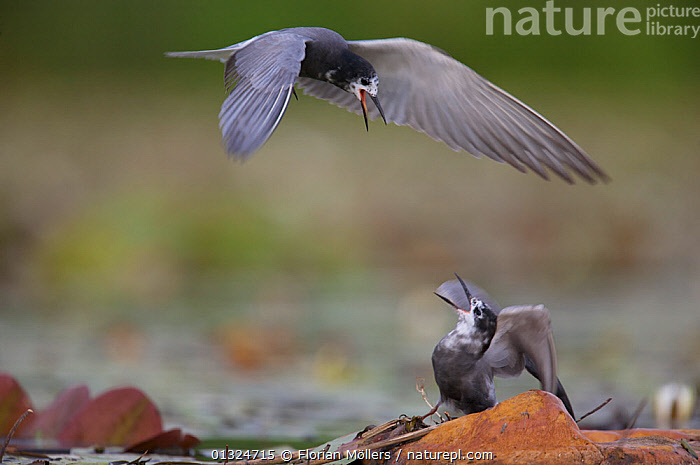 Stock photo of Black tern (Chlidonias niger) breeding on artificial ...