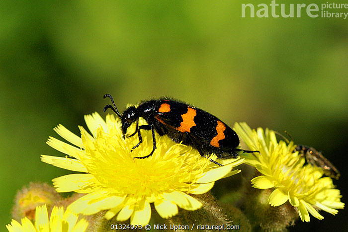Stock photo of A very toxic Blister beetle (Mylabris variabilis) with ...