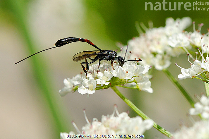 Stock photo of Female Gasteruptiid wasp (Gasteruption sp) with long ...