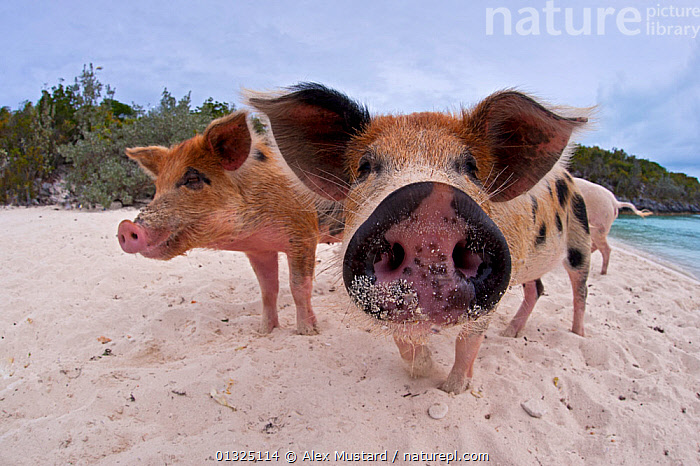 Stock photo of A group of young domestic pigs (Sus domestica) on the ...