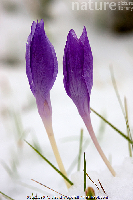 Stock photo of Crocus banaticus, an autumn-blooming crocus, in snow ...