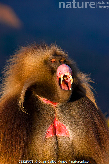 Stock photo of Male Gelada baboon (Theropithecus gelada) showing his ...