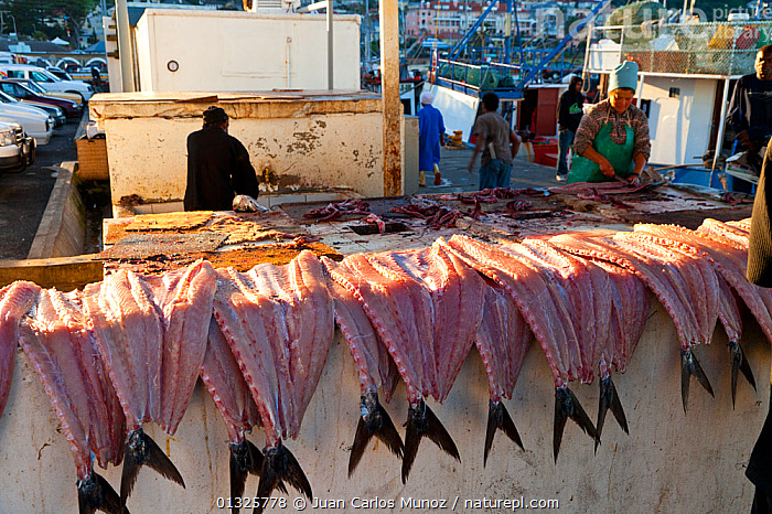 Stock photo of Filleted fish laid out in the fishing village of Kalk ...