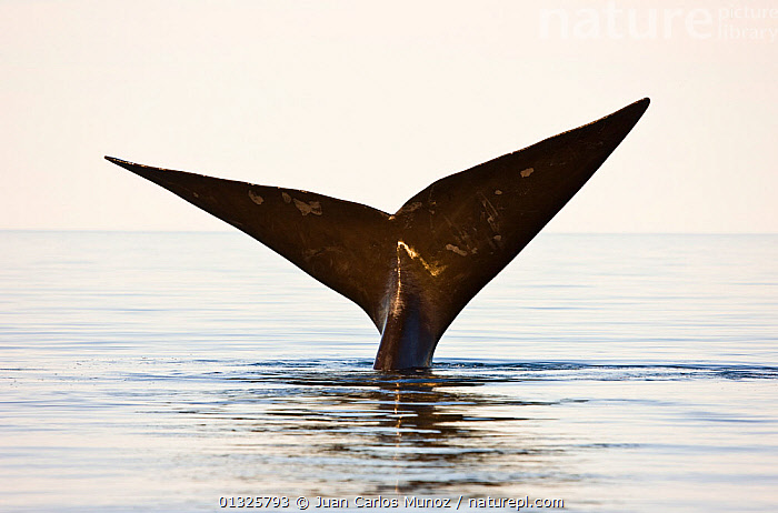 Stock photo of Southern right whale (Eubalaena australis / Balaena ...