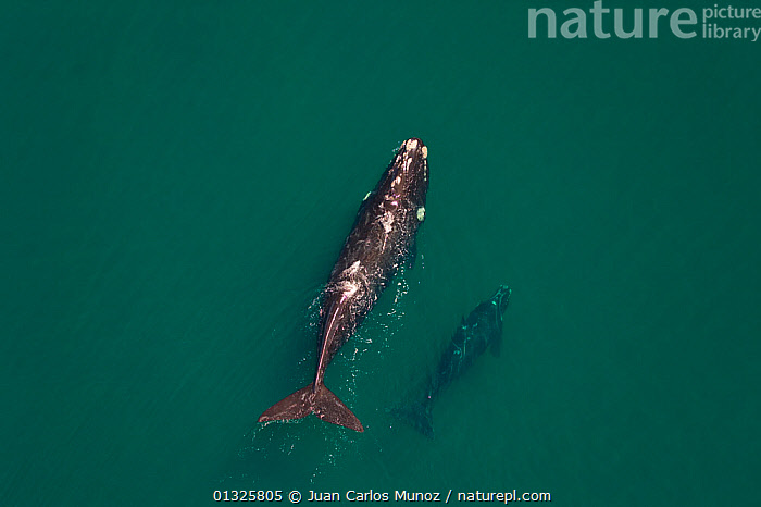 Stock photo of Aerial view of Southern right whale (Eubalaena australis ...