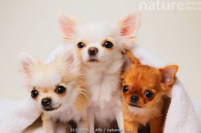 Stock photo of Group portrait of three Chihuahua puppies, sitting on ...