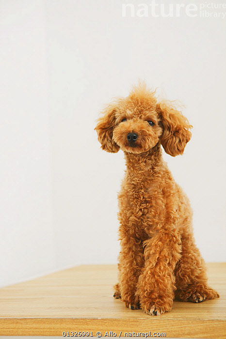 Stock photo of Portrait of Toy Poodle sitting. Available for sale on ...