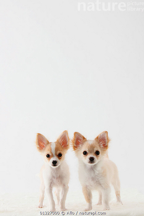 Stock photo of Portrait of two Chihuahua puppies, standing together ...