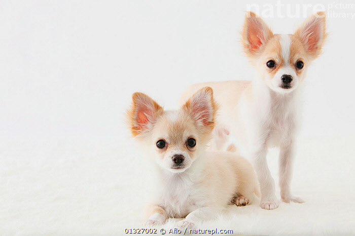 Stock photo of Portrait of two Chihuahua puppies, sitting / standing ...