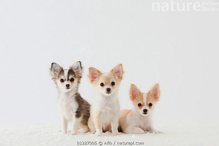 Stock photo of Group portrait of three Chihuahua puppies, sitting ...