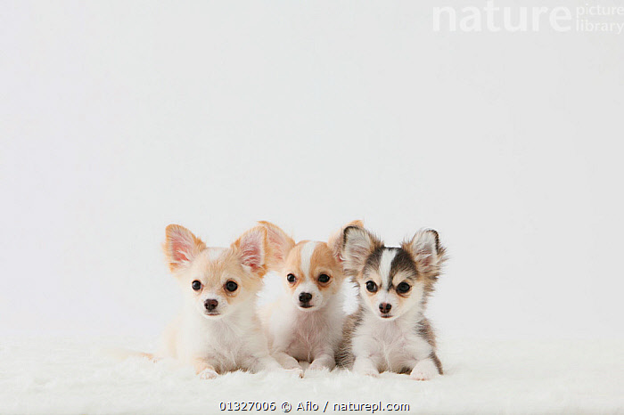 Stock photo of Group portrait of three Chihuahua puppies, sitting ...