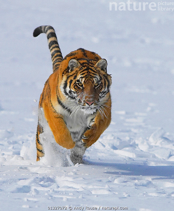 Stock photo of Siberian Tiger (Panthera tigris altaica) running in snow. Captive. (non-ex ...