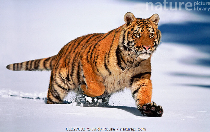Stock photo of Siberian Tiger (Panthera tigris altaica) walking through snow. Captive ...