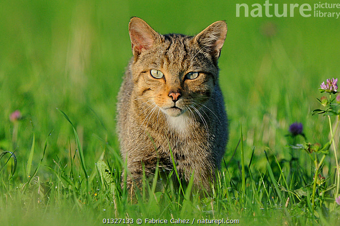 Stock photo of Wild cat (Felis silvestris) portrait, Vosges, France ...