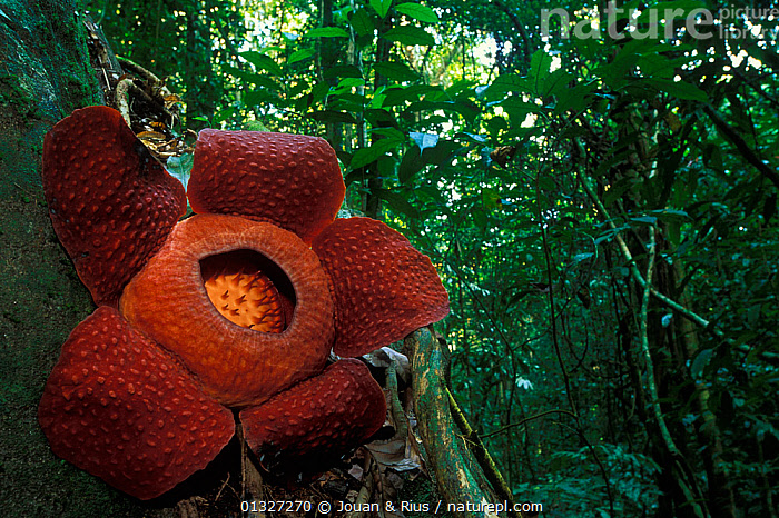 Stock photo of Rafflesia flower (Rafflesia keithii) in Gunung Gading NP ...