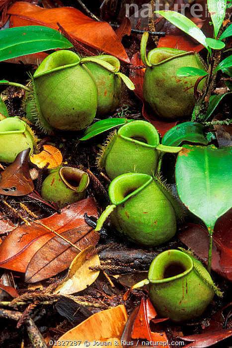 Stock photo of Ground pitcher plant (Nepenthes ampullaria) flowering in ...