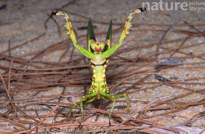 Stock photo of Praying mantis defensive display, Similajau NP, Borneo ...