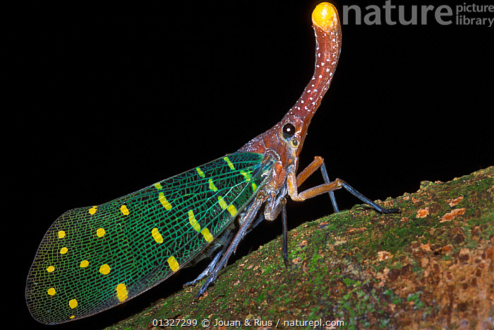 Stock photo of Lanternfly / Fulgora (Pyrops intricata) on rainforest ...
