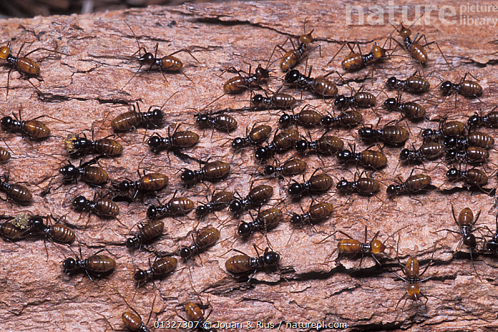 Stock photo of Termites (Hospitalitermes sp) carrying food to nest in ...