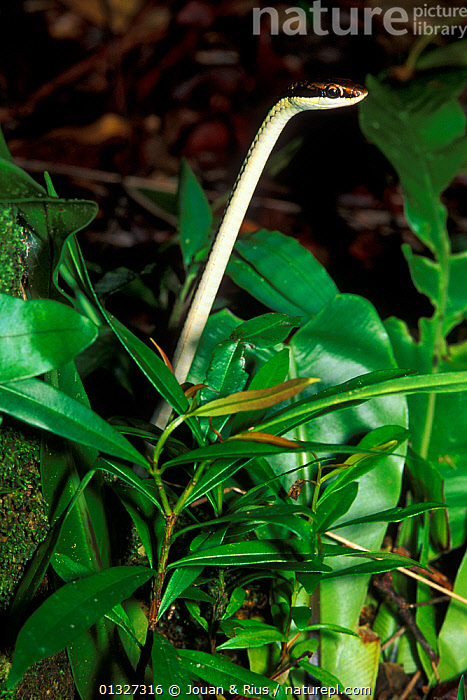 Stock photo of Elegant bronzeback snake (Dendrelaphis formosus) Bako NP ...