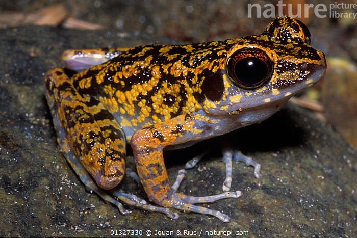 Stock photo of Spotted stream frog (Rana picturata) Gunug Gading NP ...