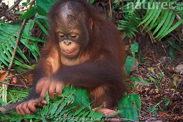 Stock photo of Baby Orangutan (Pongo pygmaeus) on rainforest floor ...